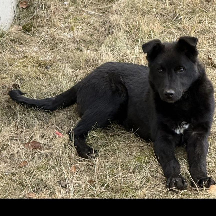 Щенок в добрые руки