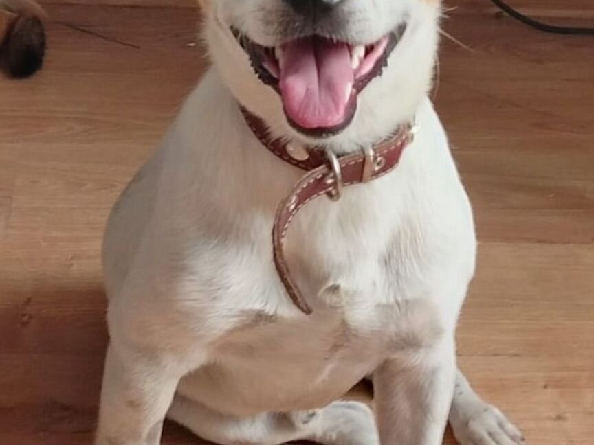 Весельчак и душа компании пёсик Черек