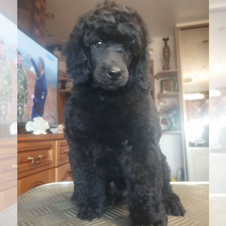 Пудель, щенок