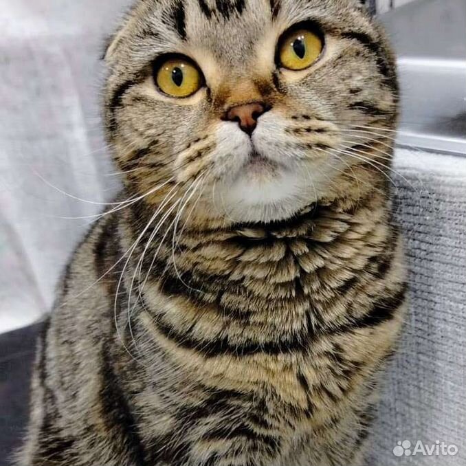 Мраморная вислоушка