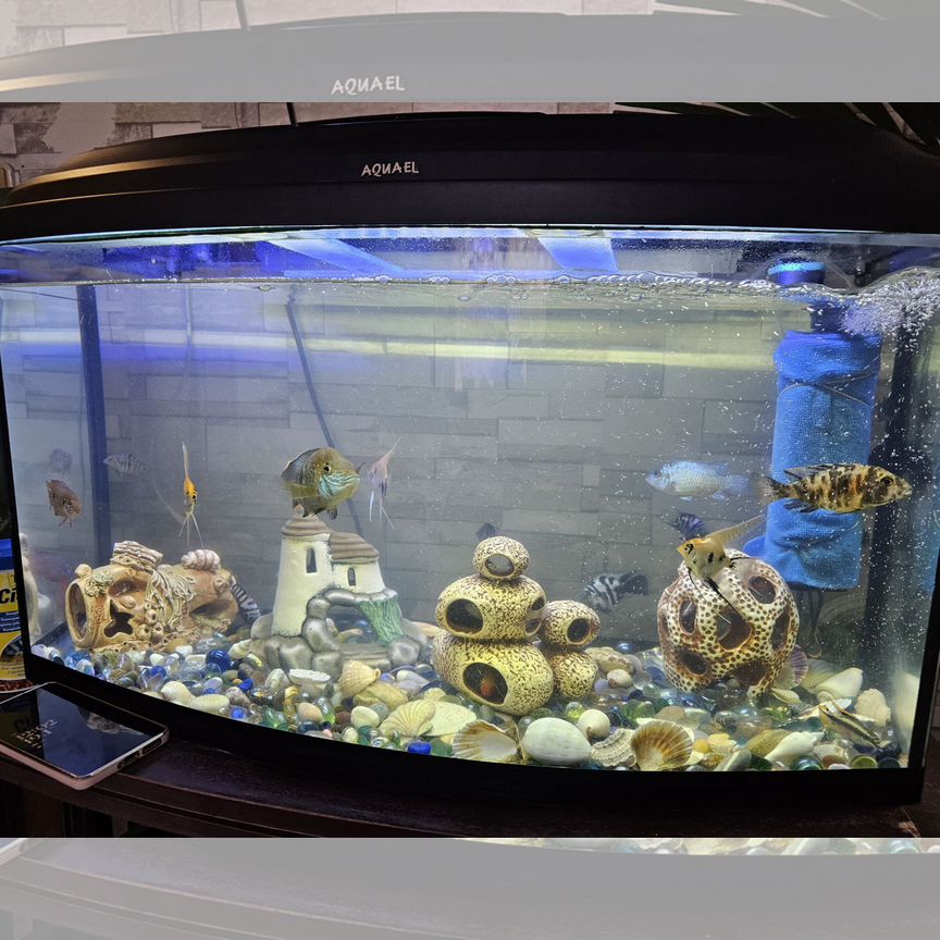 Аквариума рыбки 25 штук разный