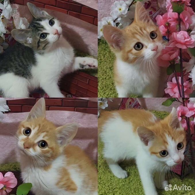 Котёнок, котята, приучены к лоточку