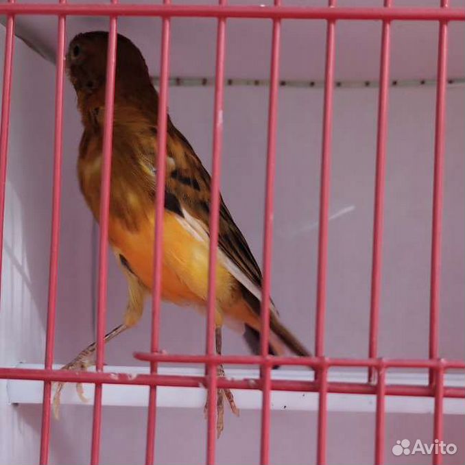 Продается Кенар поющий