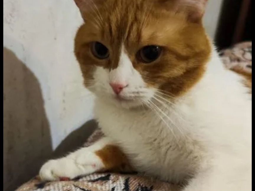 Кот домашний