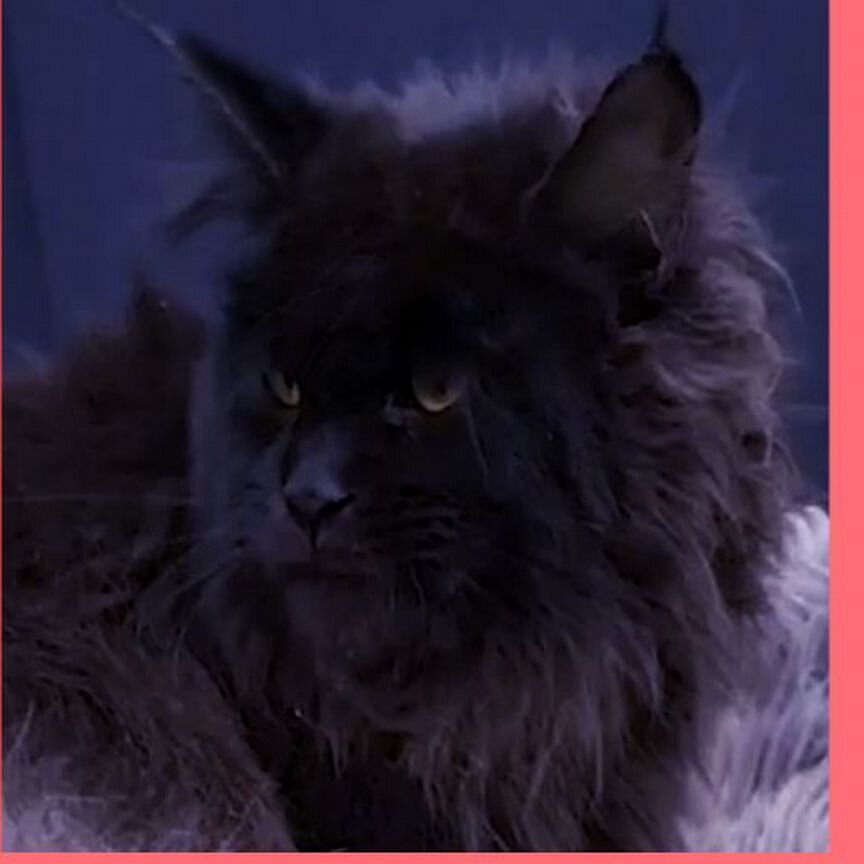 Мейн-кун котёнок