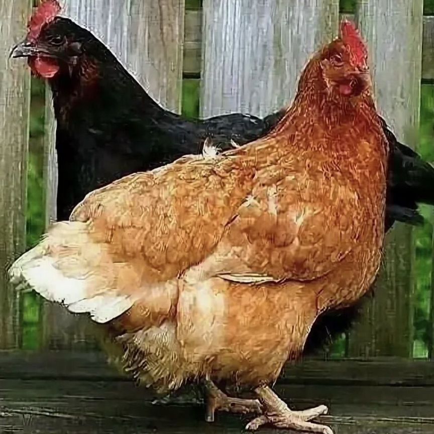 Куры несушки продам