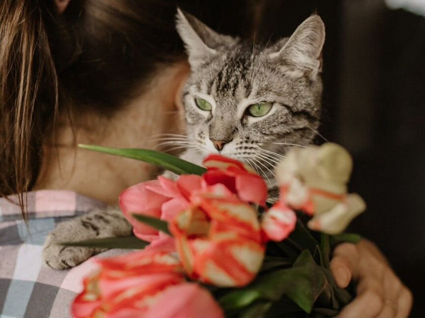 Кошки в добрые руки