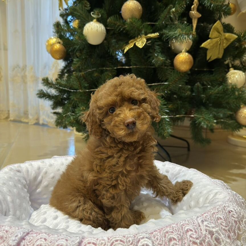 Той-пудель ред braun девочка РКФ