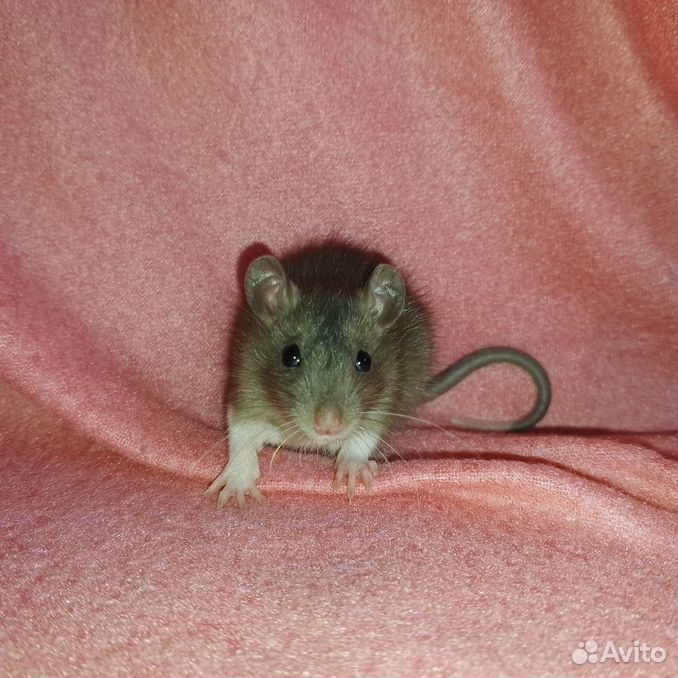 Крысята светлых и красивых окрасов