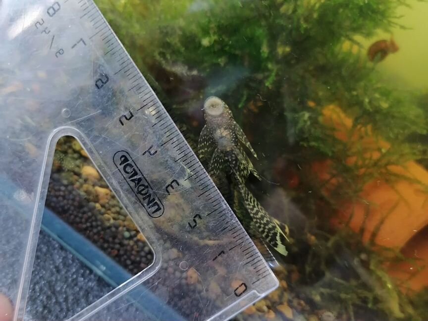 Анцитрус вуаль