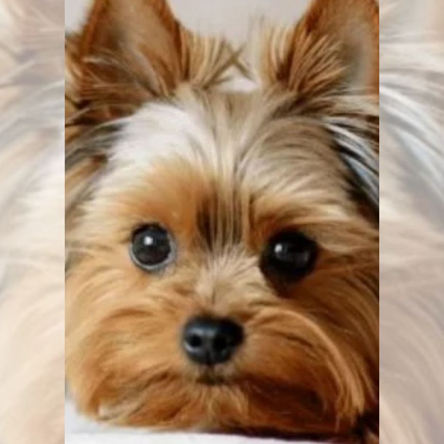 Йоркширский терьер, взрослый пёс