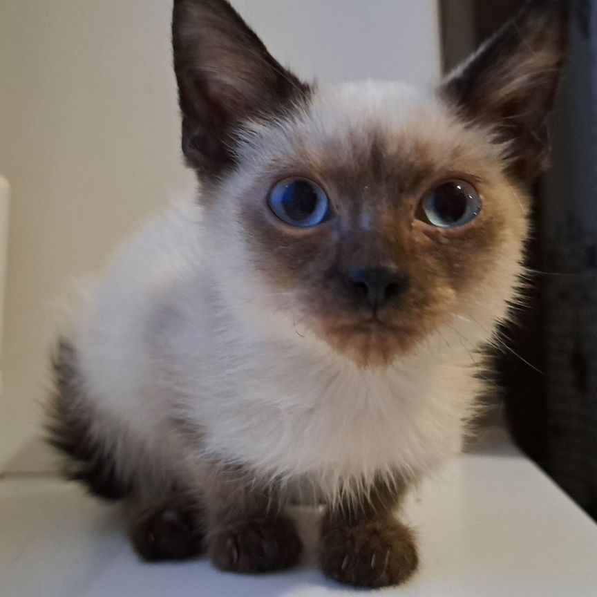 Сиамский котёнок