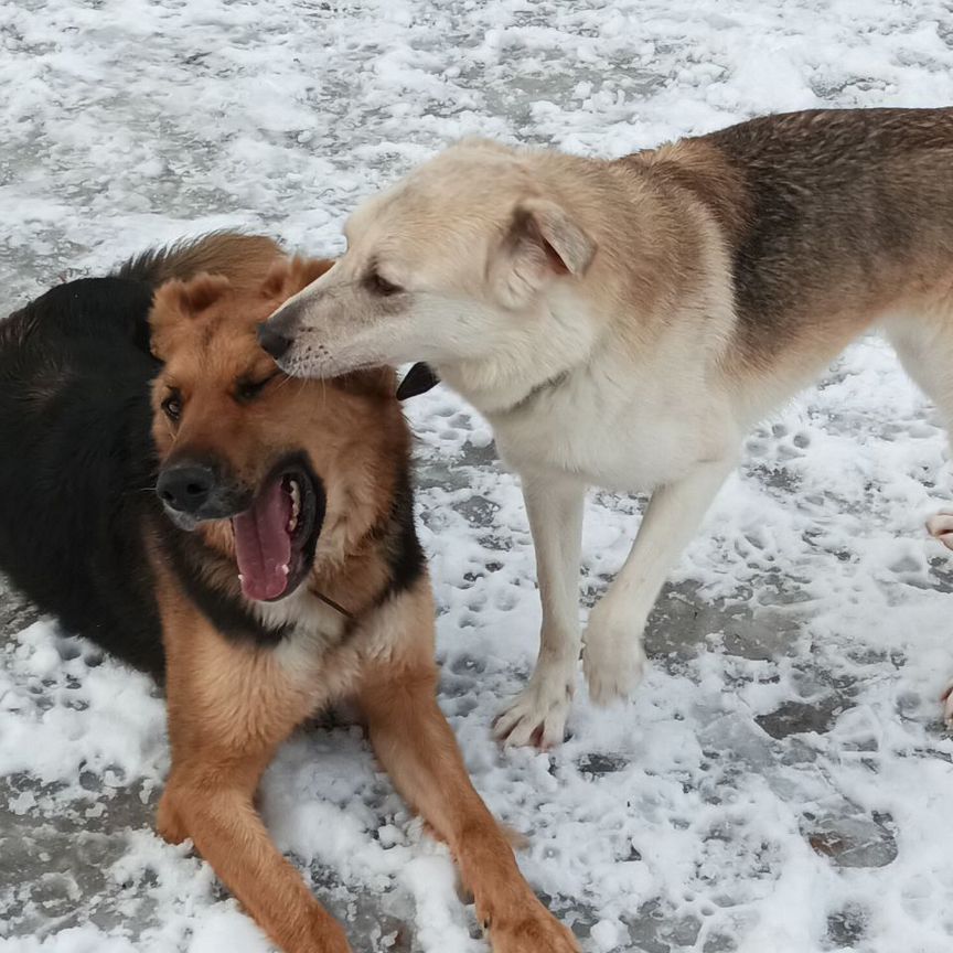 Приютские Хьюго и Аляска надеятся на доброту людей