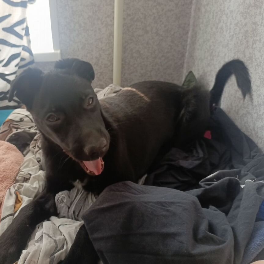 Щенок в добрые руки