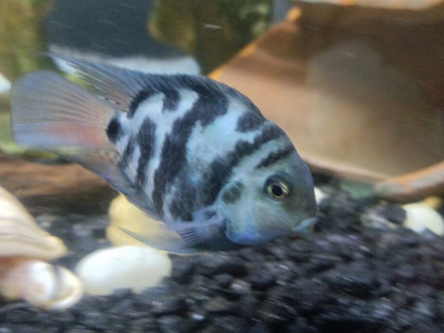 Рыбы цихлиды