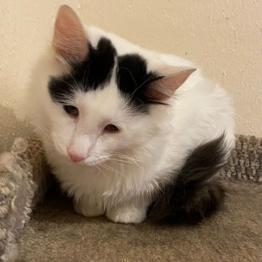 Котик Якутик ищет семью