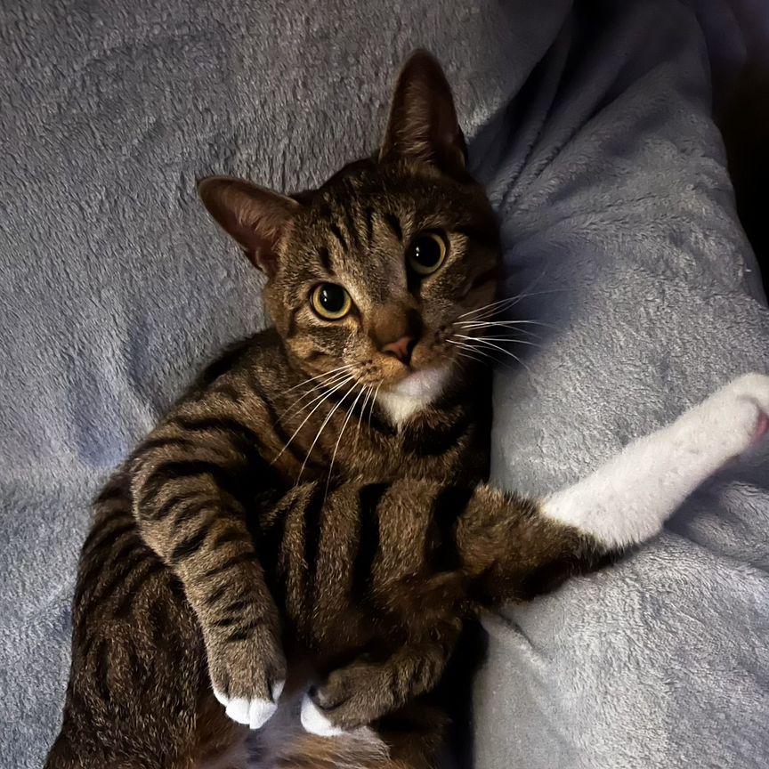Котик в добрые руки