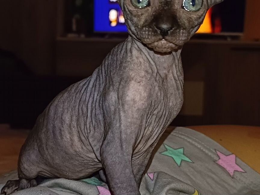 Продаю кошечку сфинкс