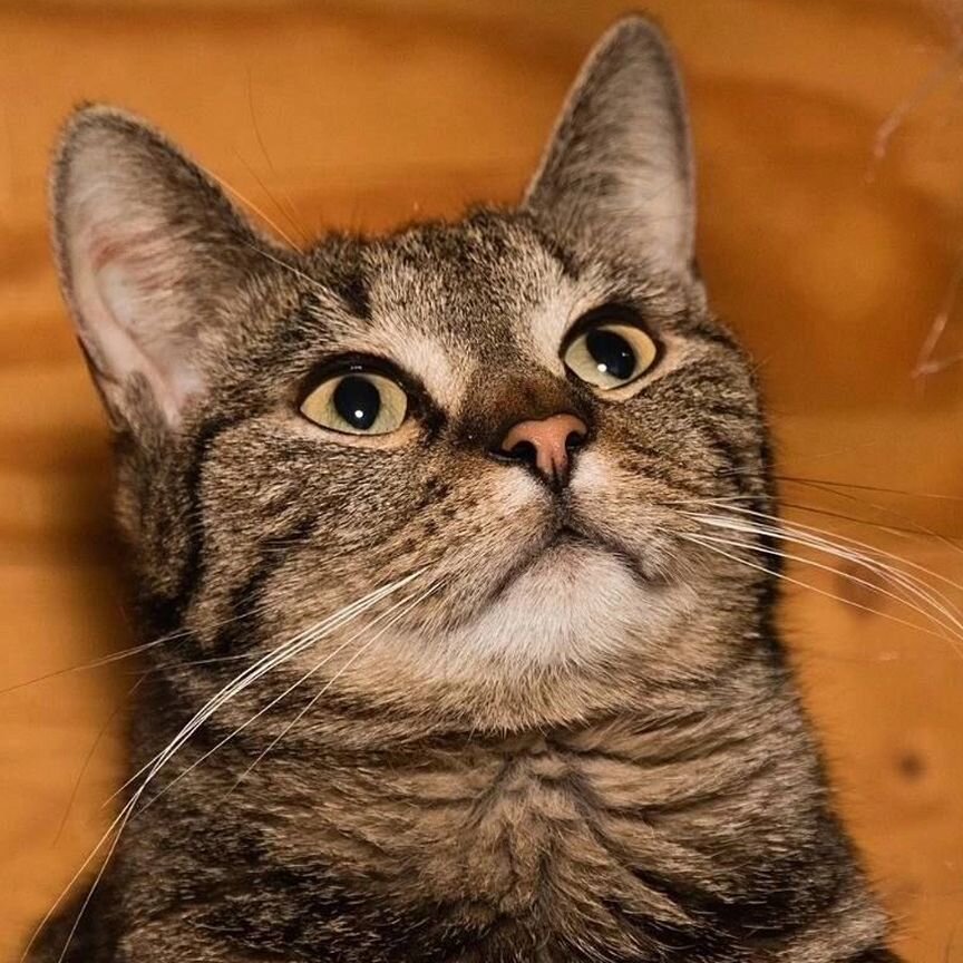 Взрослый кот в добрые руки