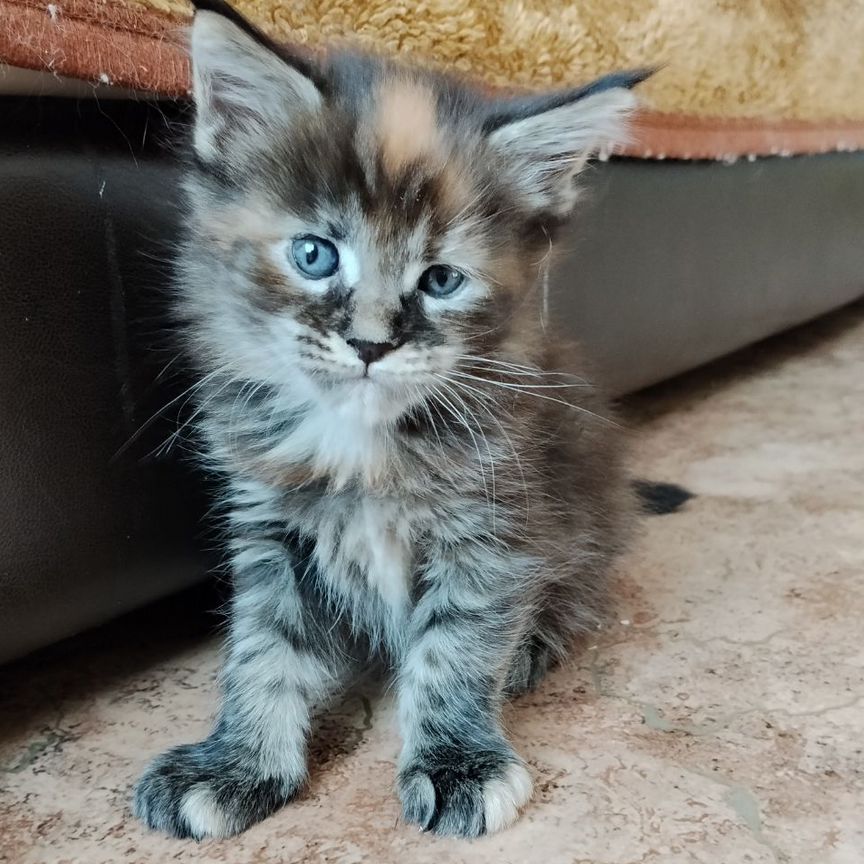 Мейн-кун котёнок