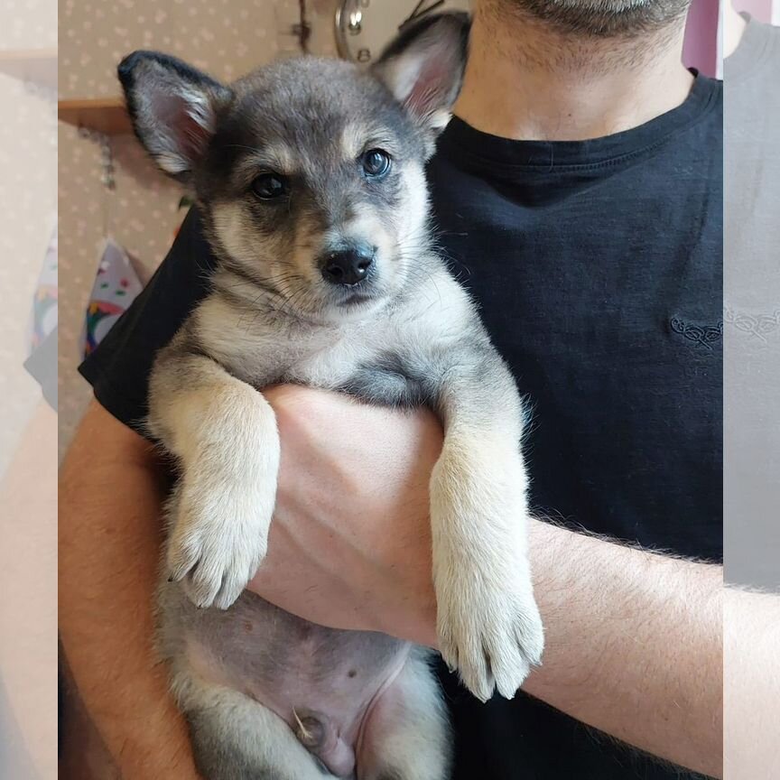 Волкособ, щенок