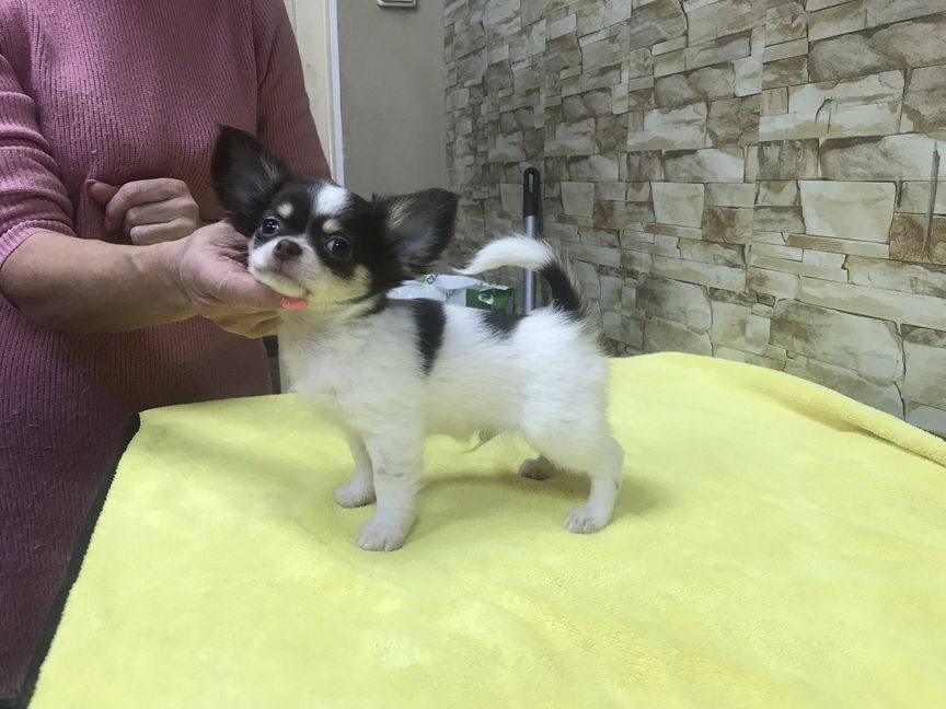 Щенки чихуахуа мальчики