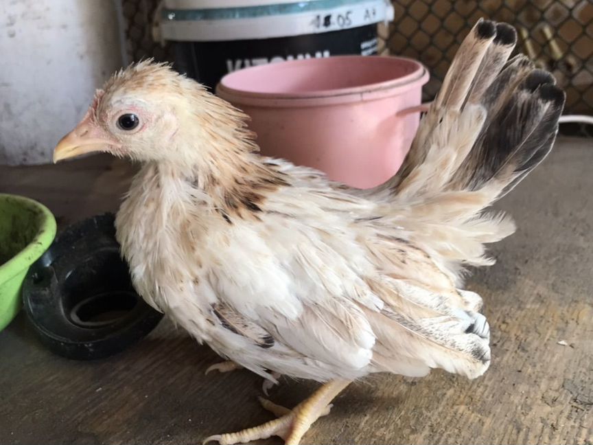 Курочка Серама