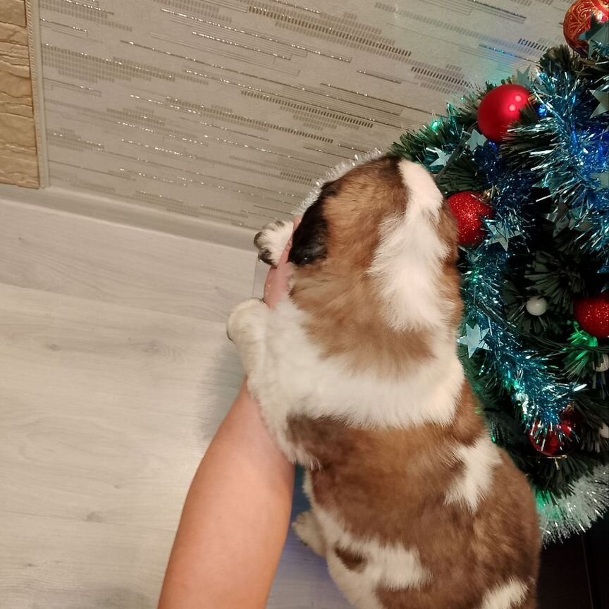 Московская сторожевая, щенок