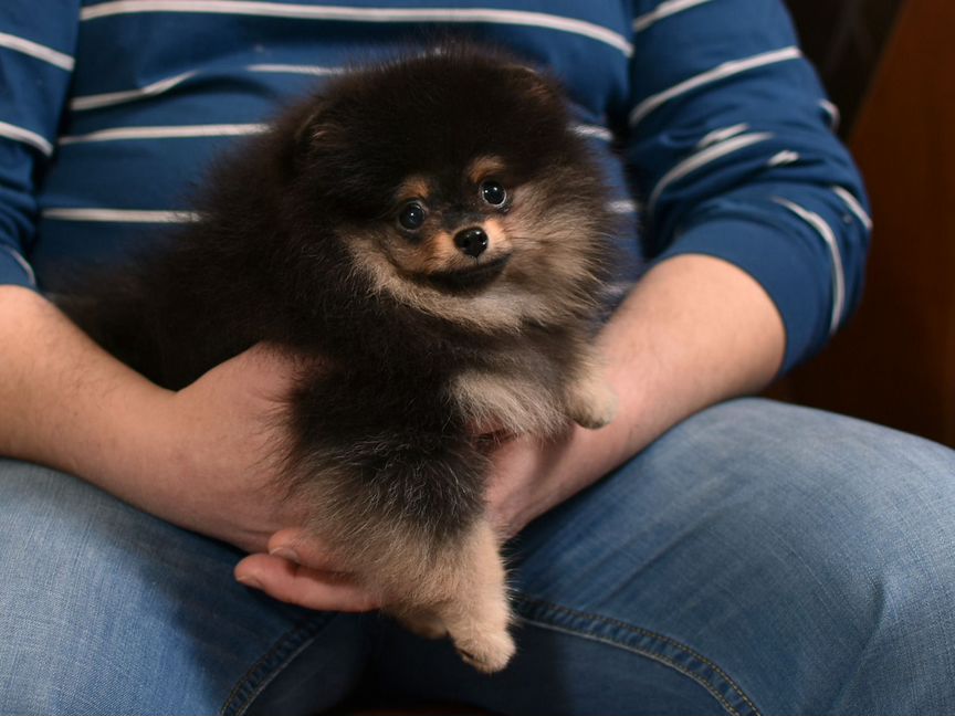 Померанский мини шпиц мальчик 2