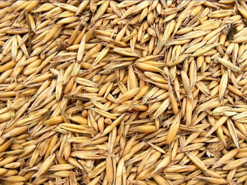 Ячменная зерносмесь