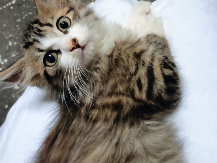 Котенок Астра в добрые руки