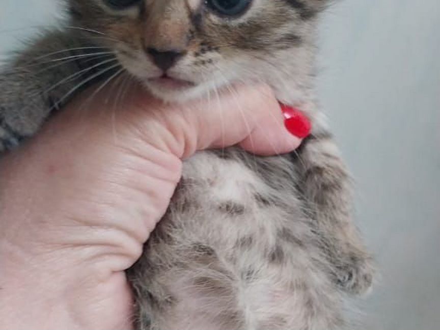 Красивые маленькие котята от умной кошки
