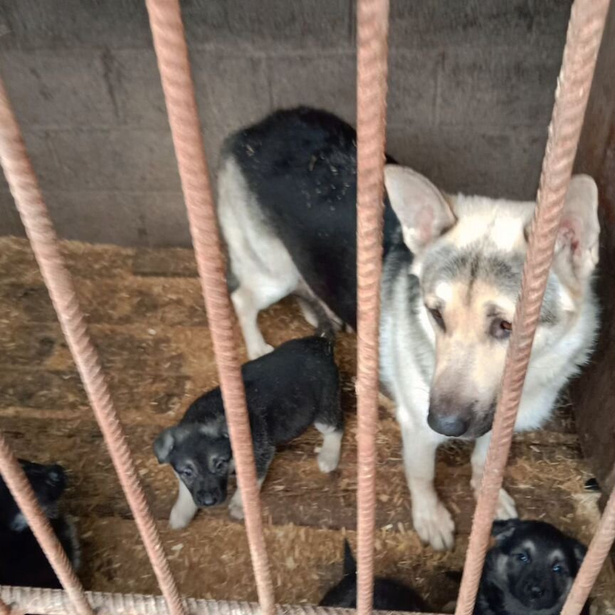 Бпонь щенков вео