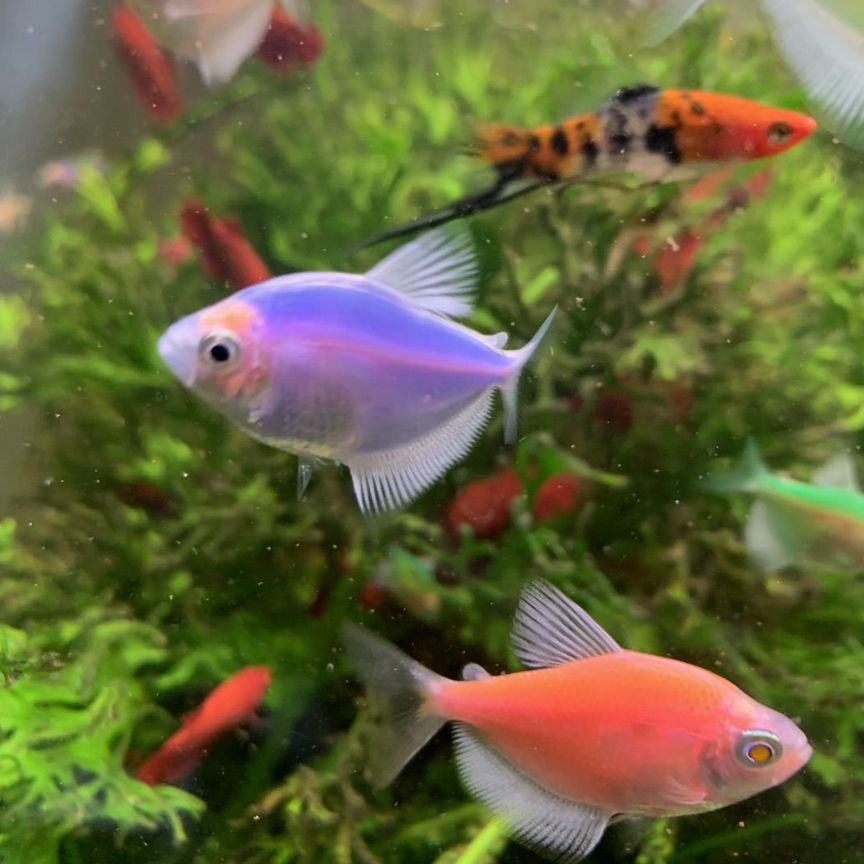 Рыбки тернеция