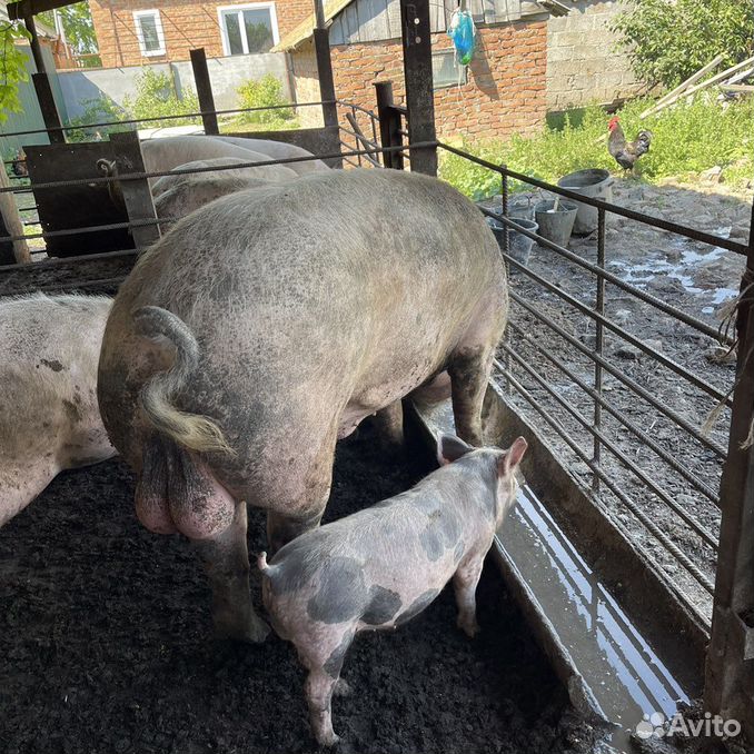 Хряк на племя