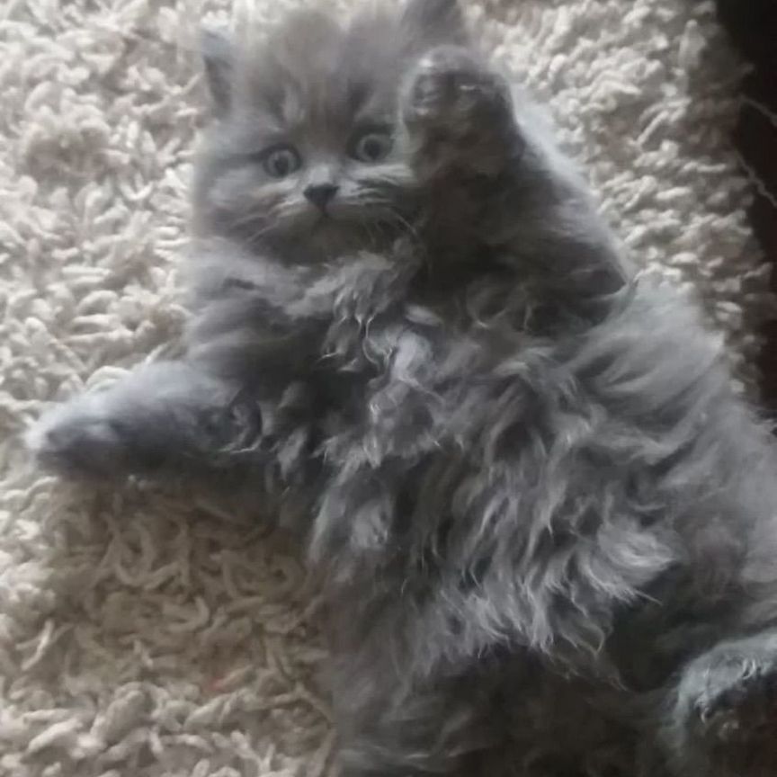 Котята