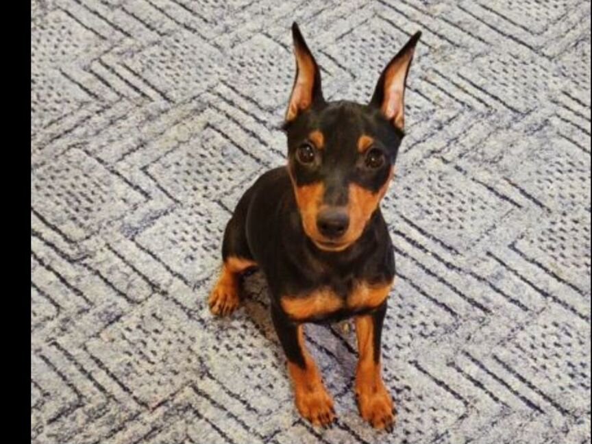 Цвергпинчер (мини-доберман)