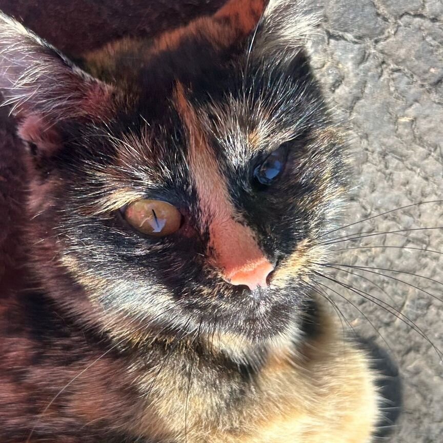 Кошка Дуся ищет дом