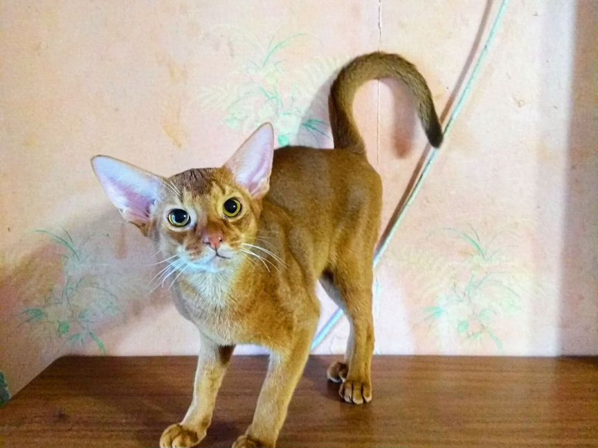 Абиссинская