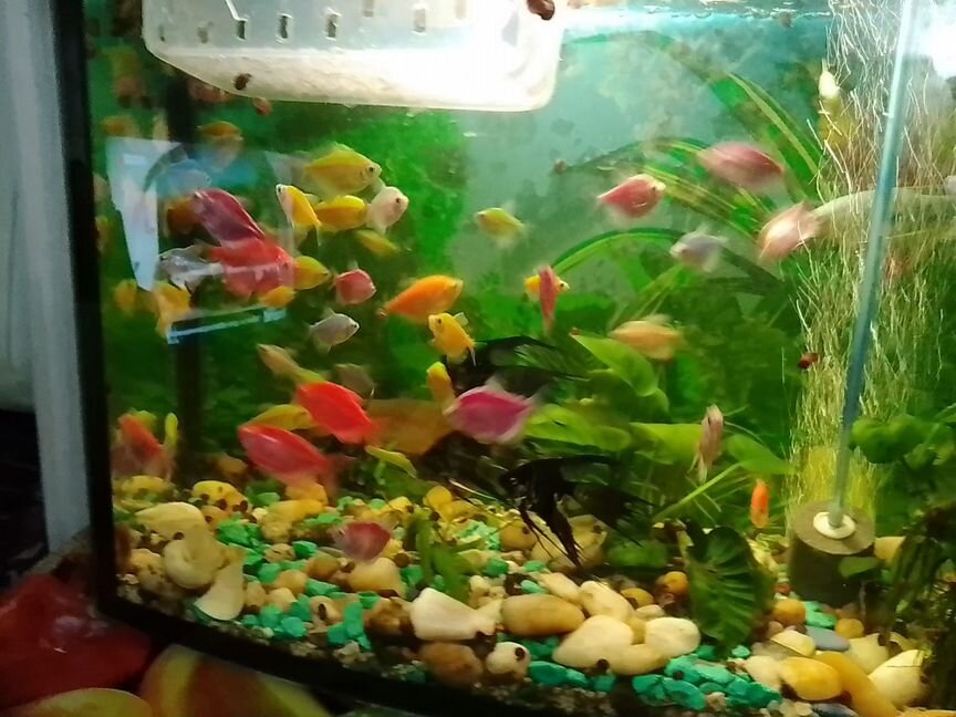 Аквариумные рыбки