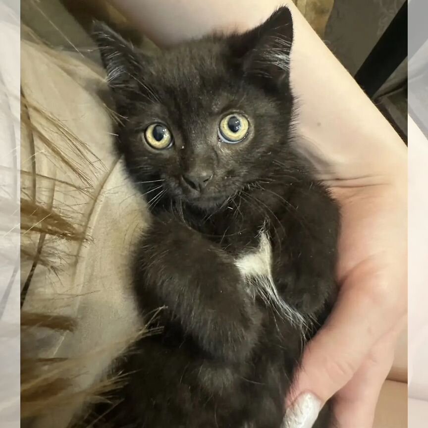 Котёнок в добрые руки