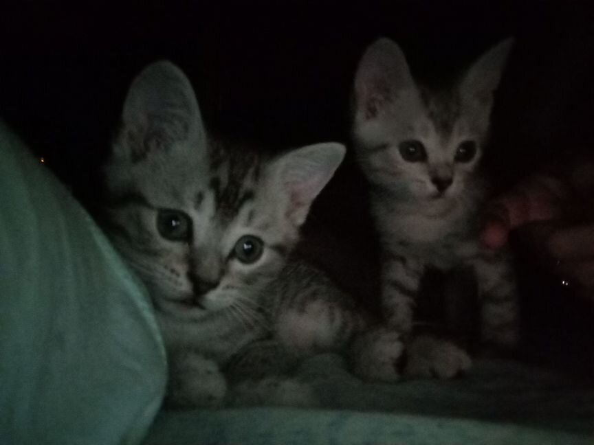 Отдам котенка, мальчика