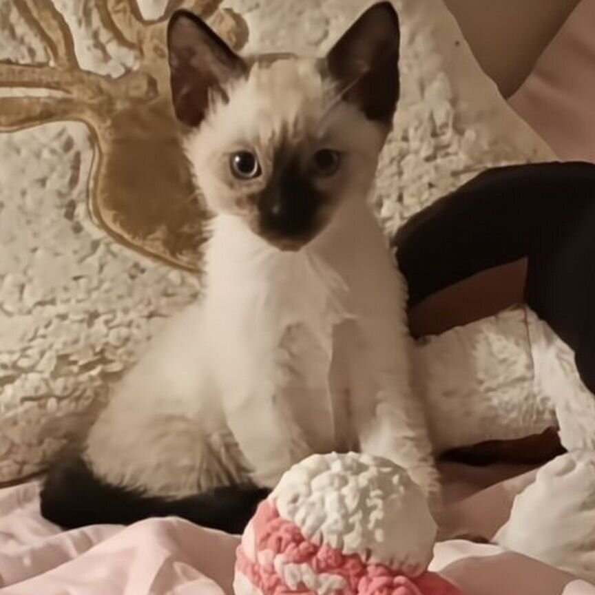 Тайский котёнок
