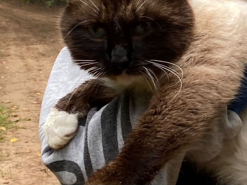 Кот сиамский бесплатно