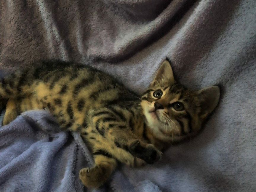 Бенгальские котята