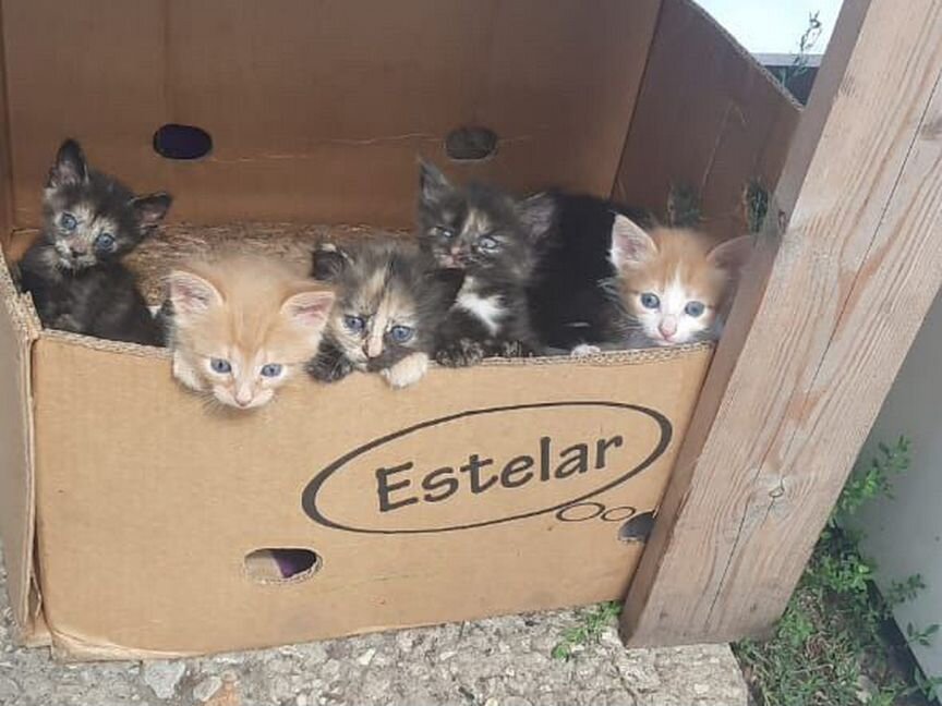 Котята в добрые руки