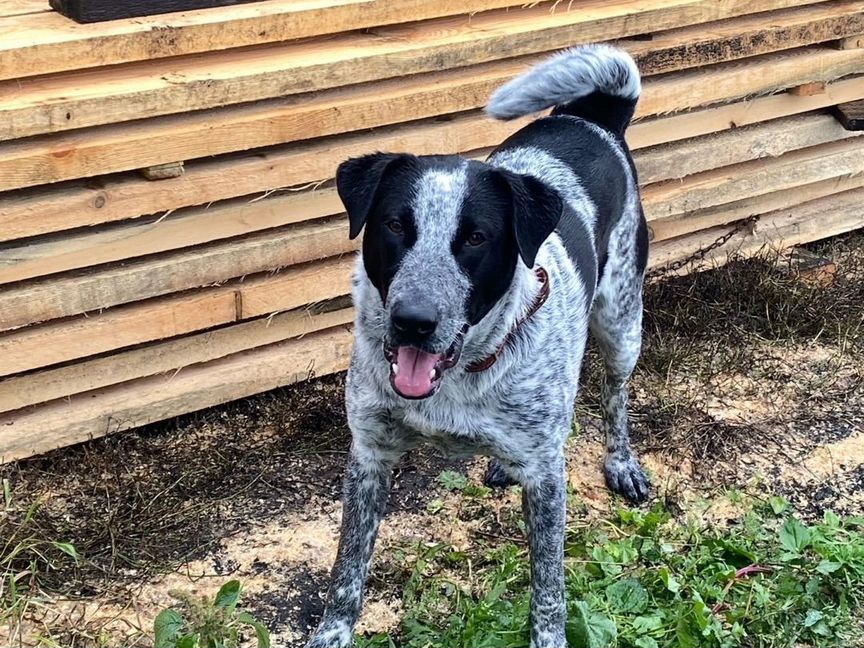 Собака в охрану