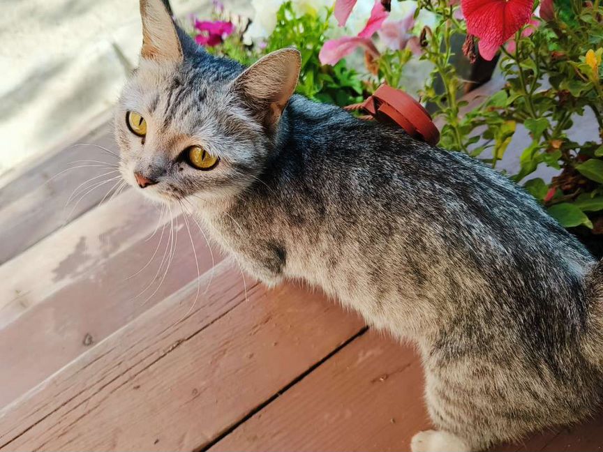 Котёнок в добрые руки