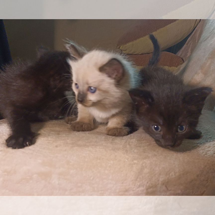 Отдам в добрые руки котят