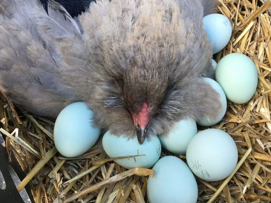 Домашние животные